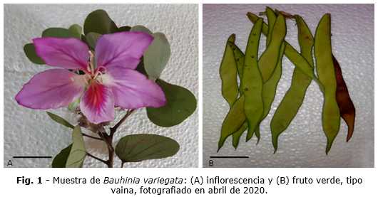 Evaluación química, fisicoquímica y actividad antifúngica de los ...